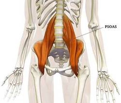 Le psoas : importance, douleurs fréquentes et exemples d'étirements